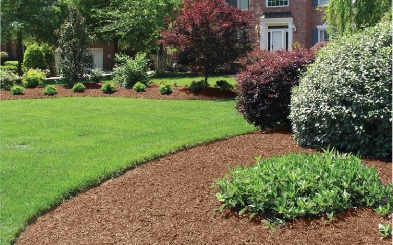 Do Ants Like Mulch? - Backyard Advisor