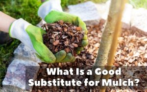 What Is a Good Substitute for Mulch? - Backyard Advisor