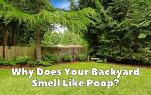 Why Does Your Backyard Smell Like Poop? - Backyard Advisor
