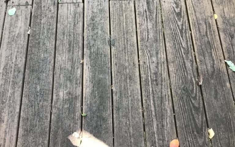 Is Deck Mold Dangerous? - Backyard Advisor